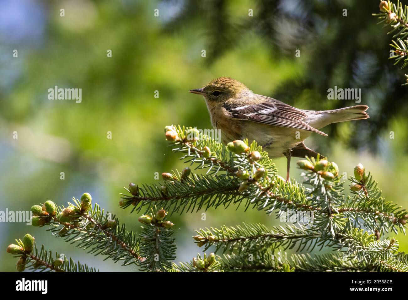 Female bay-breasted warbler (Setophaga castanea Stock Photo - Alamy