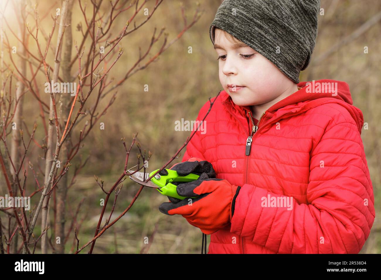 Little boy pruning branch with secateurs Stock Photo - Alamy