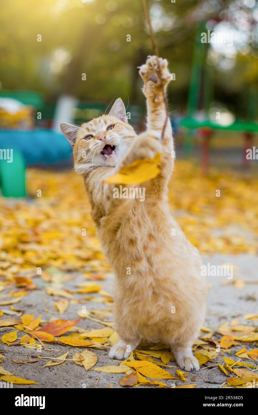 Ginger cat in jumping on autumn leaves or dancing cat Stock Photo - Alamy