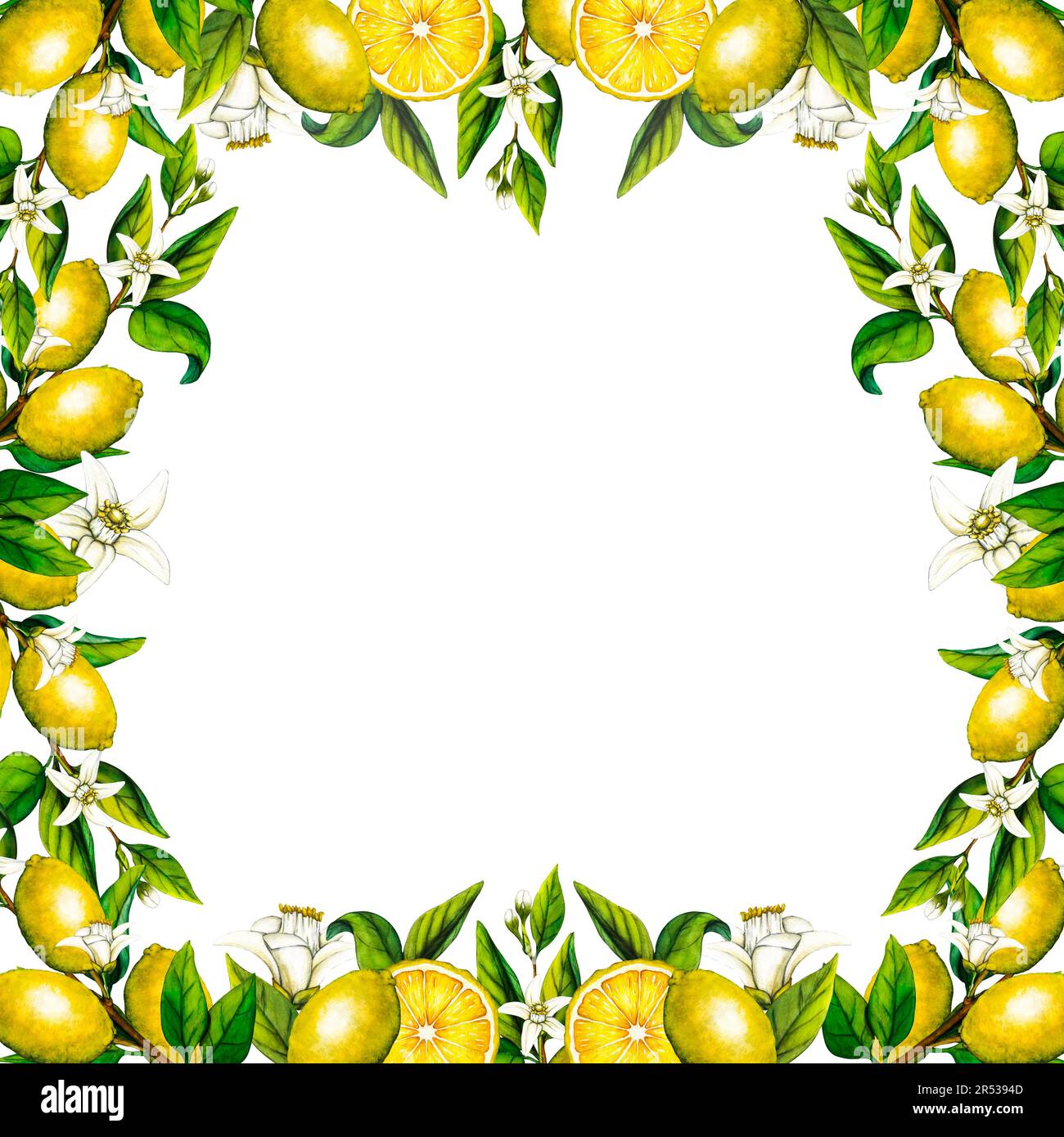 Lemon Tree Branch Clip Art Lemon Tree Branch Stock Illustrations