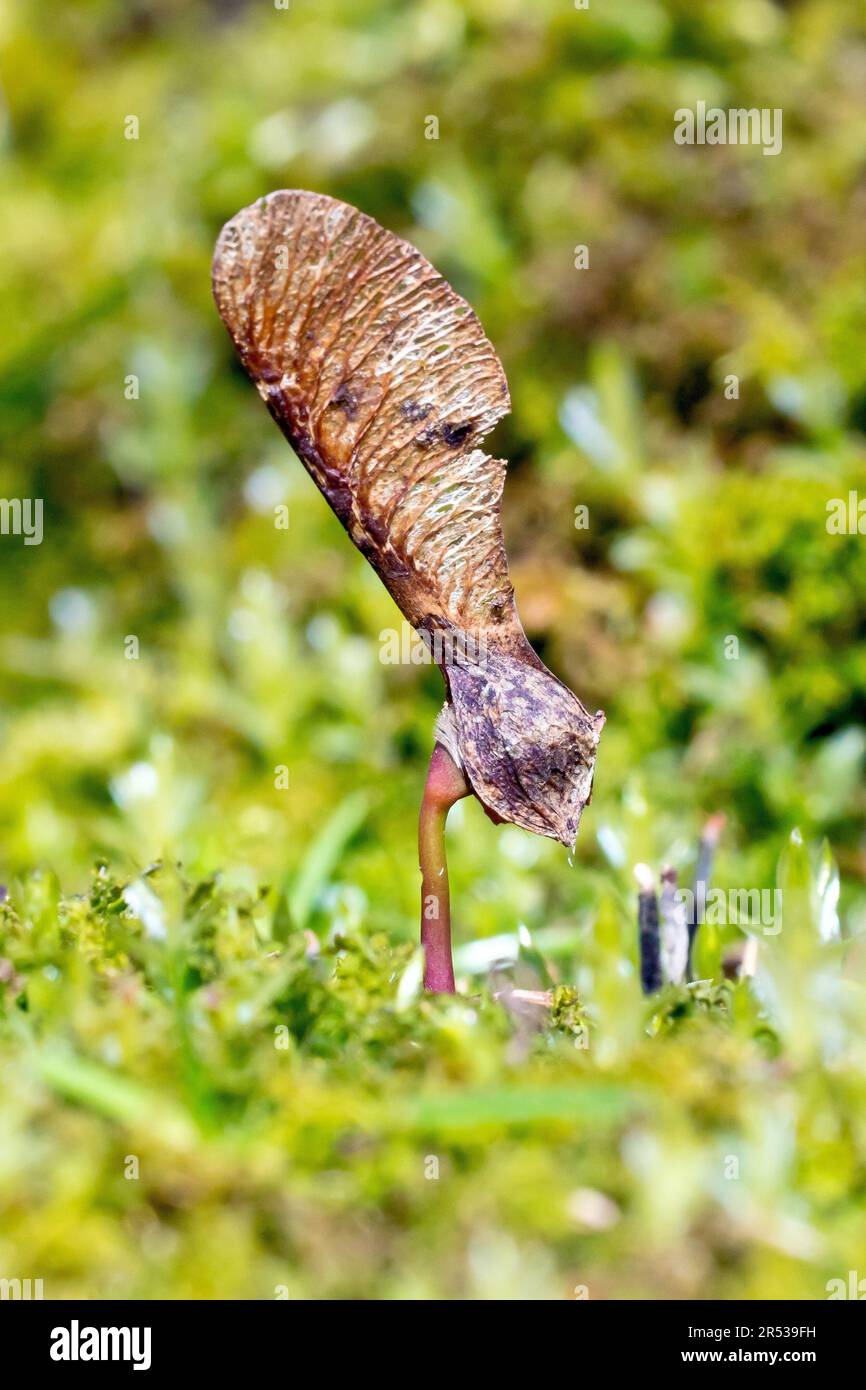 Sycamore seedling hi-res stock photography and images - Alamy