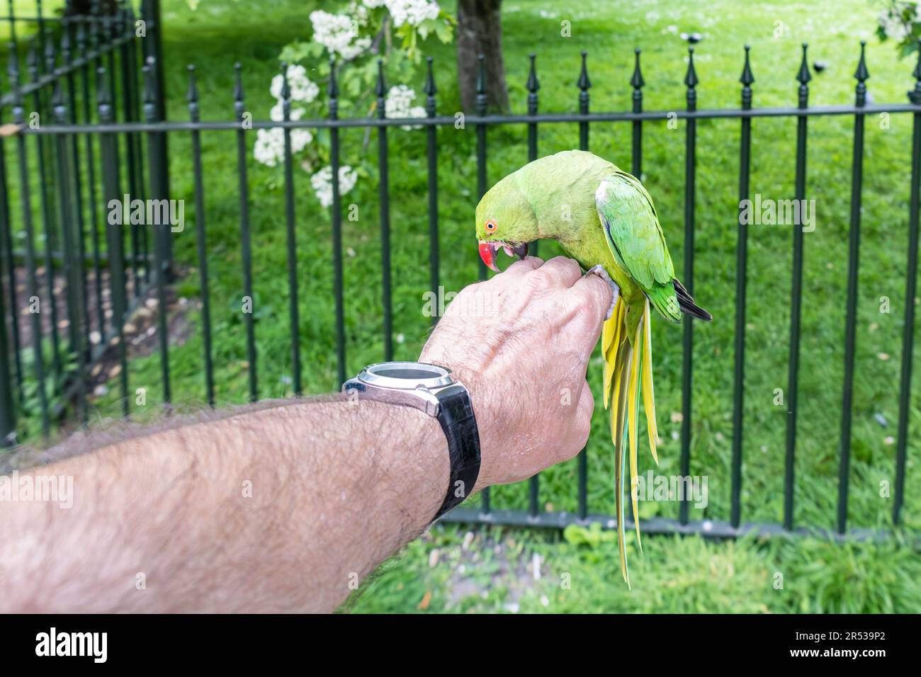 Rose-ringed Parakeet (Psittacula krameri) perched on the photographer's ...
