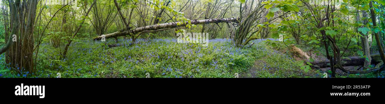 Glowing English spring woodland landscape in good sunshine with a ...