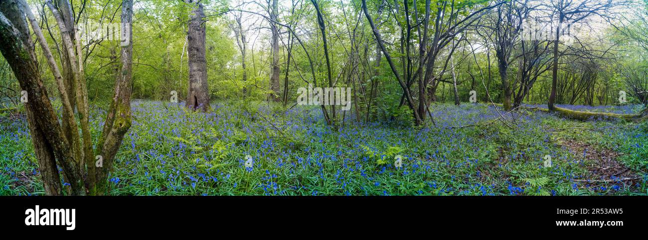 Glowing English spring woodland landscape in good sunshine with a ...