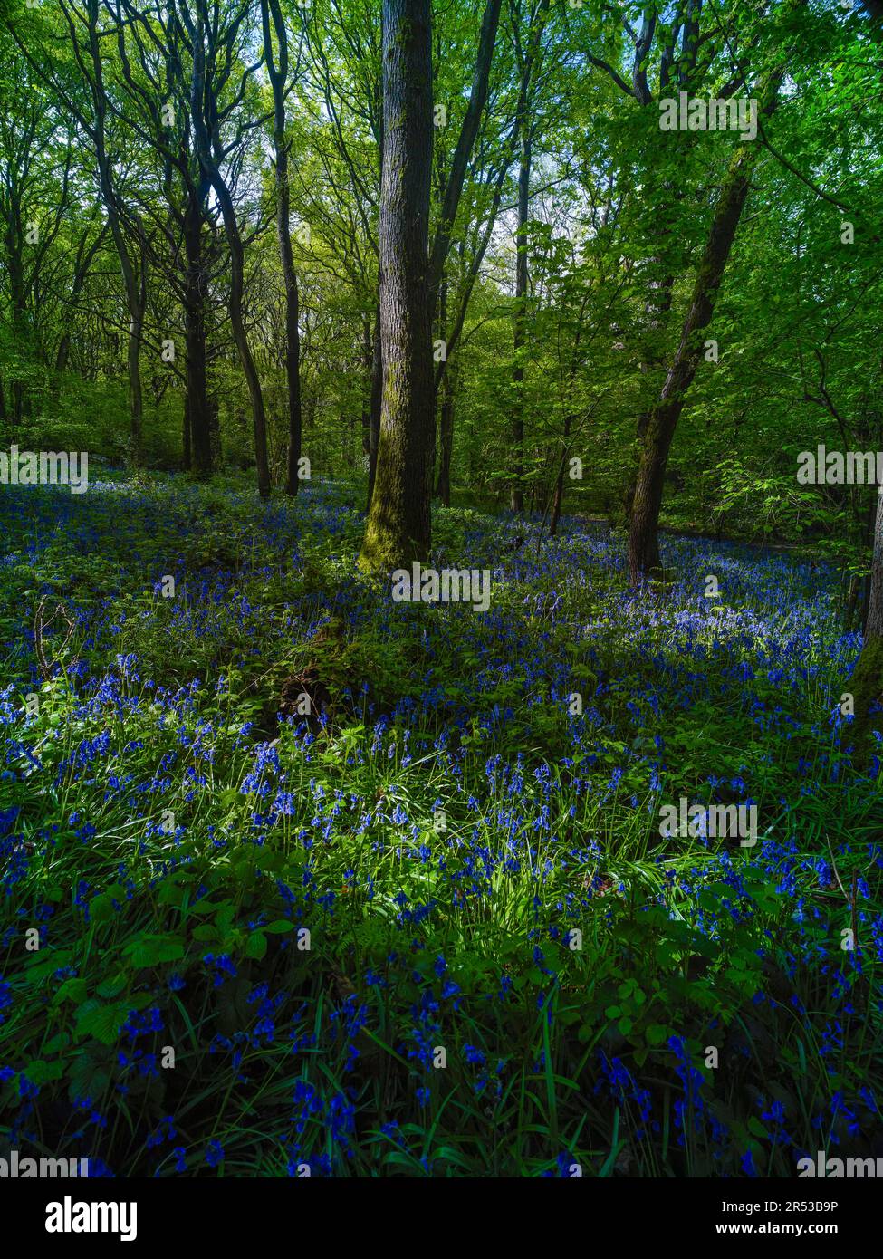 Glowing English spring woodland landscape in good sunshine with a ...