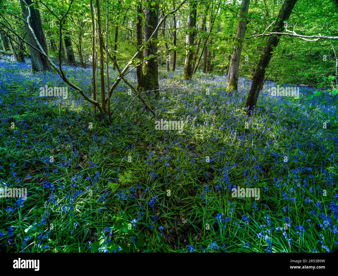 Glowing English spring woodland landscape in good sunshine with a ...
