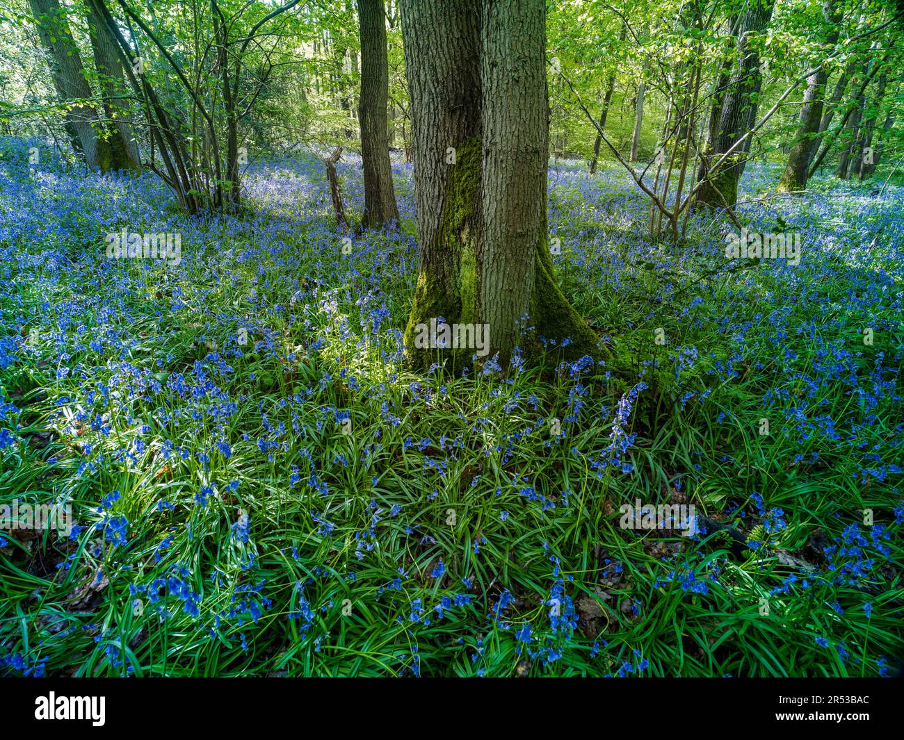 Glowing English spring woodland landscape in good sunshine with a ...