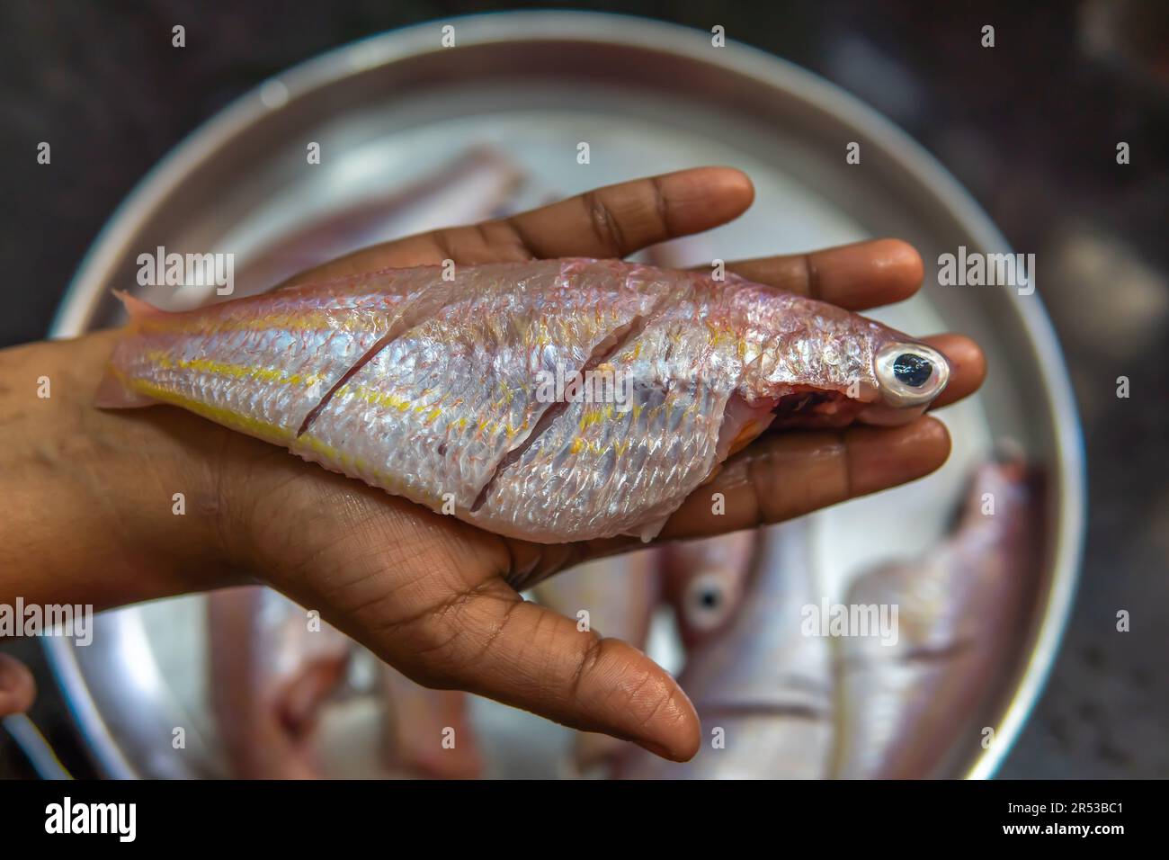 A raw red snapper fish holds in one hand, whose body is streamlined and ...