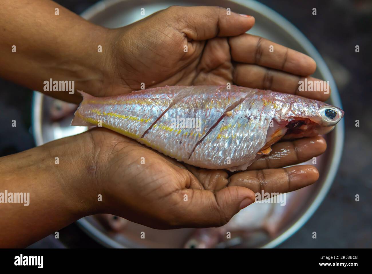 A raw red snapper fish holds in hand, whose body is streamlined and ...