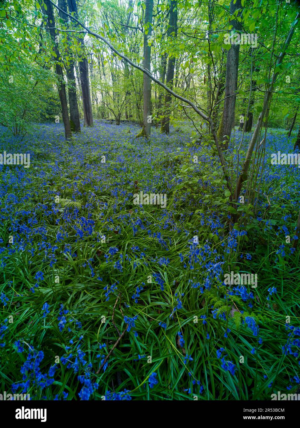 Glowing English spring woodland landscape in good sunshine with a ...