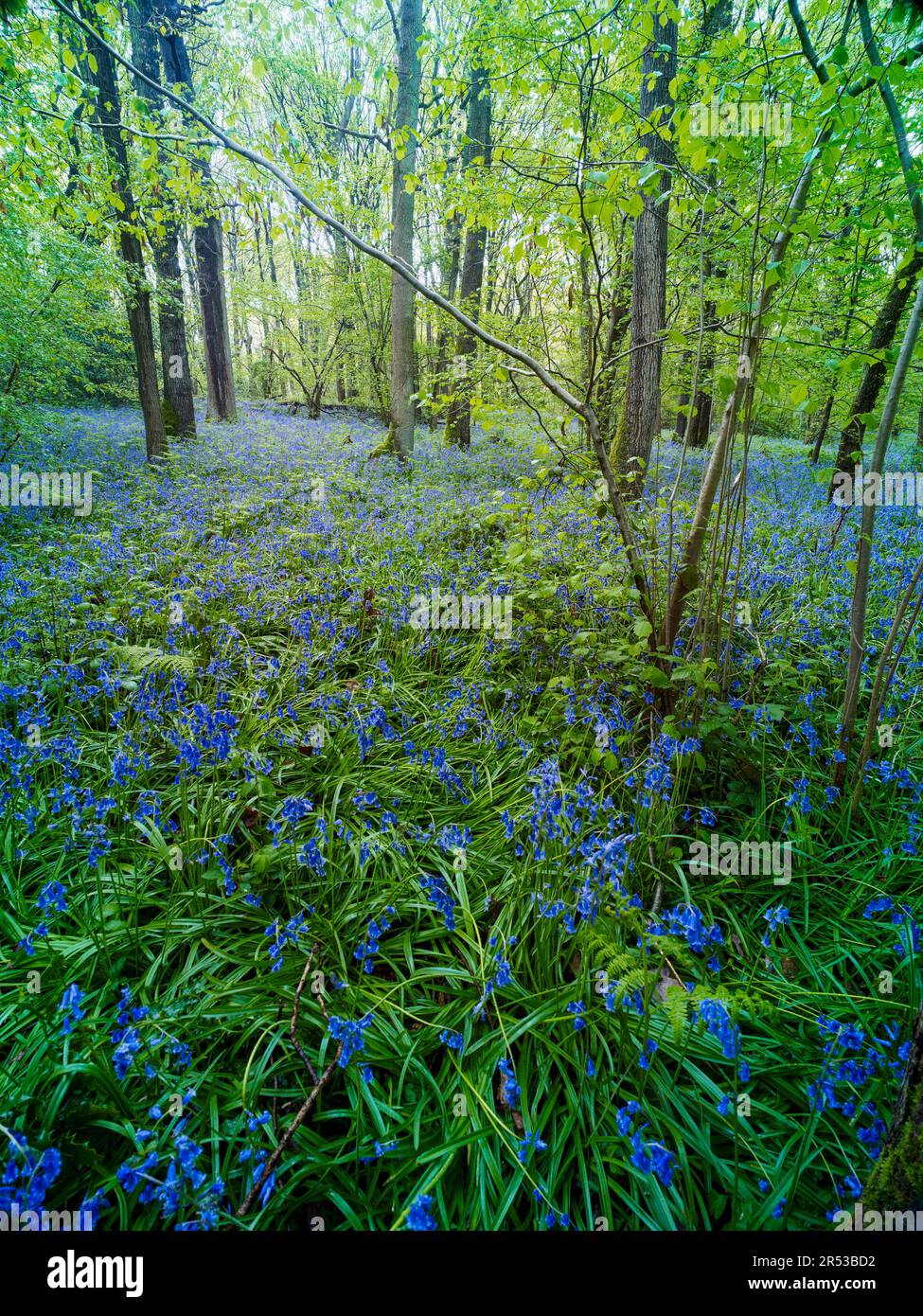 Glowing English spring woodland landscape in good sunshine with a ...