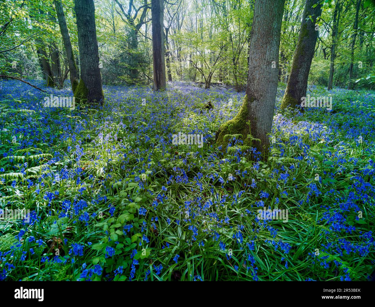 Glowing English spring woodland landscape in good sunshine with a ...