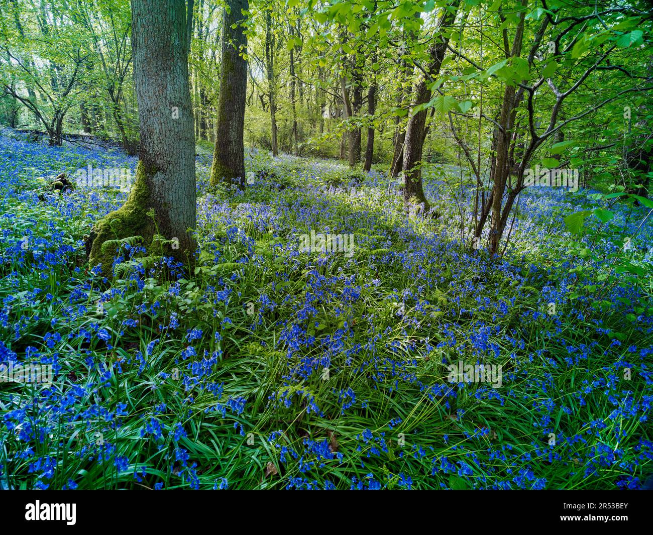 Glowing English spring woodland landscape in good sunshine with a ...