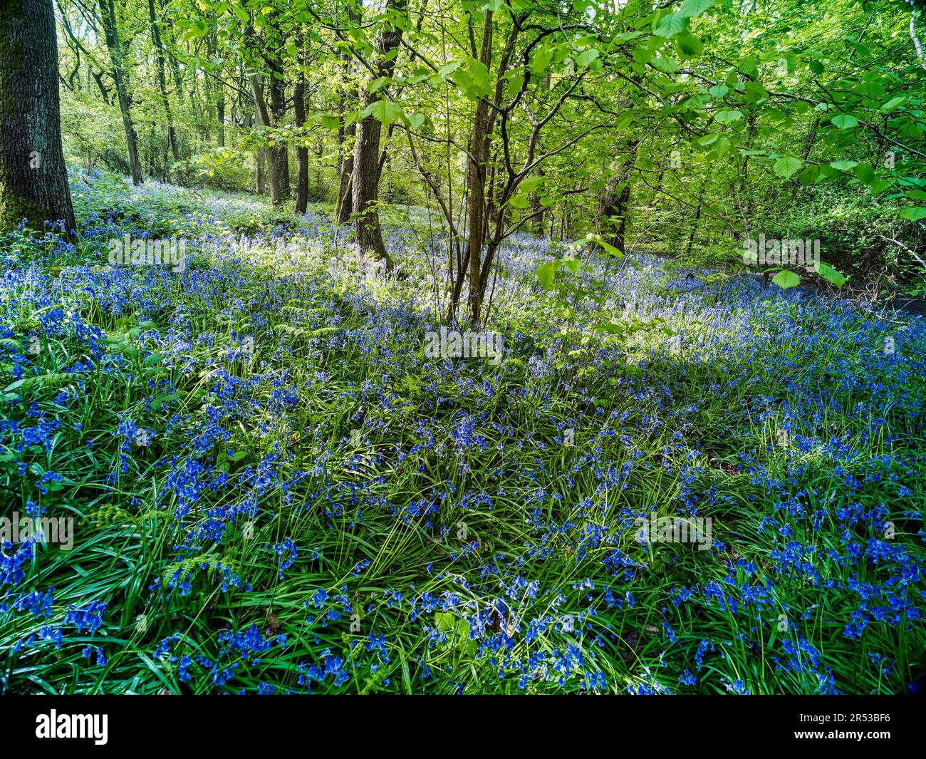 Glowing English spring woodland landscape in good sunshine with a ...