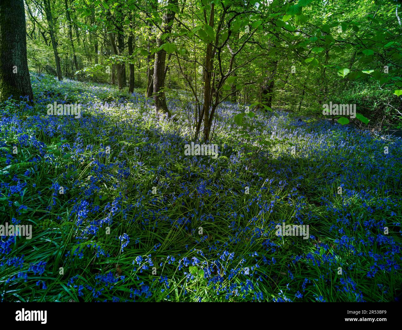 Glowing English spring woodland landscape in good sunshine with a ...