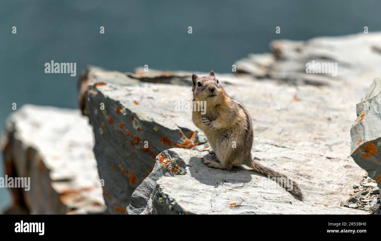Chipmunk - A cute chipmunk standing on top of a rocky cliff at side of ...