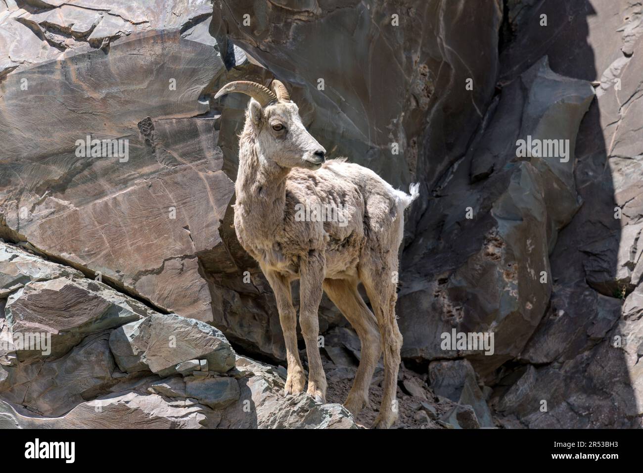 Female Bighorn Sheep - A female Bighorn sheep standing on a steep rocky ...