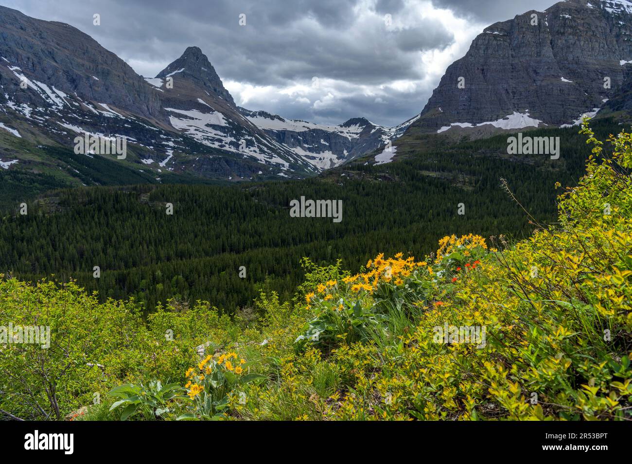 Cliff Flowers - A ray of sunlight shinning on a bunch of wildflowers blooming on a cliff above ...