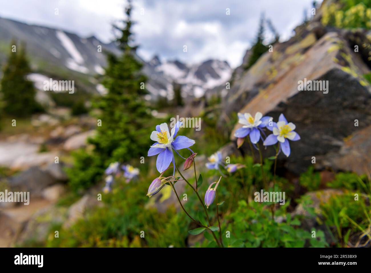 Colorado Blue Columbine - A bunch of wild Colorado Blue Columbine ...