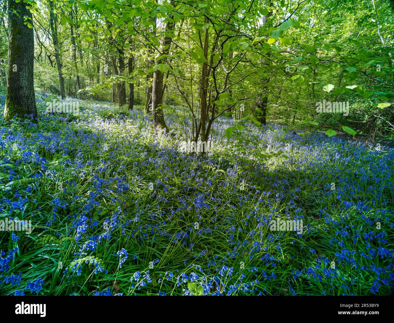 Glowing English spring woodland landscape in good sunshine with a ...