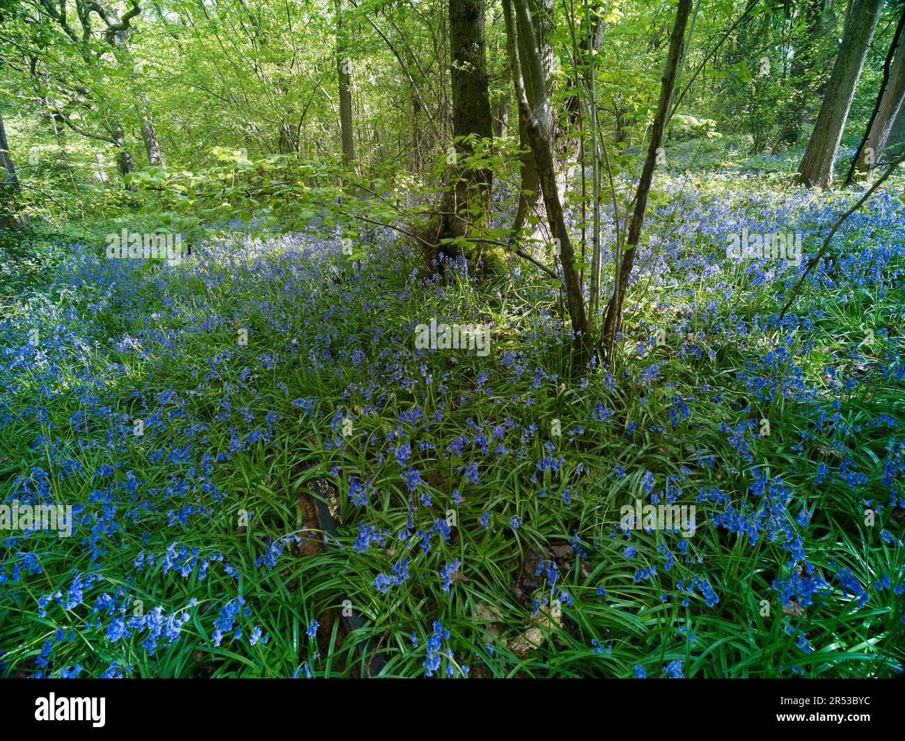Glowing English spring woodland landscape in good sunshine with a ...
