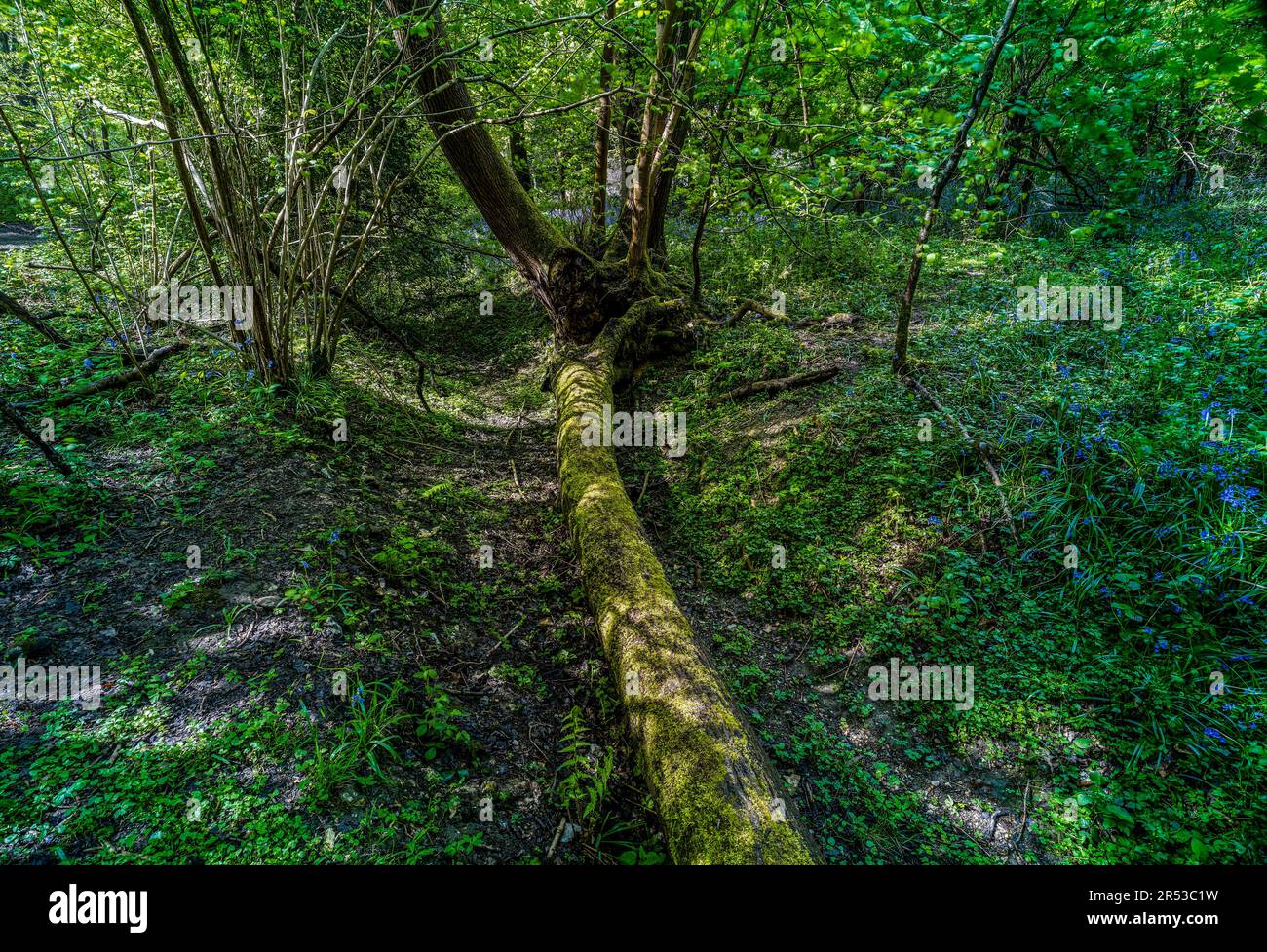 Glowing English spring woodland landscape in good sunshine with a ...