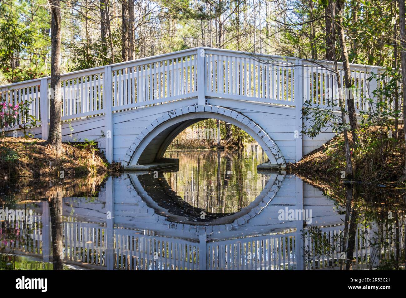 A small bridge over very still water in a forest or swamp like setting ...