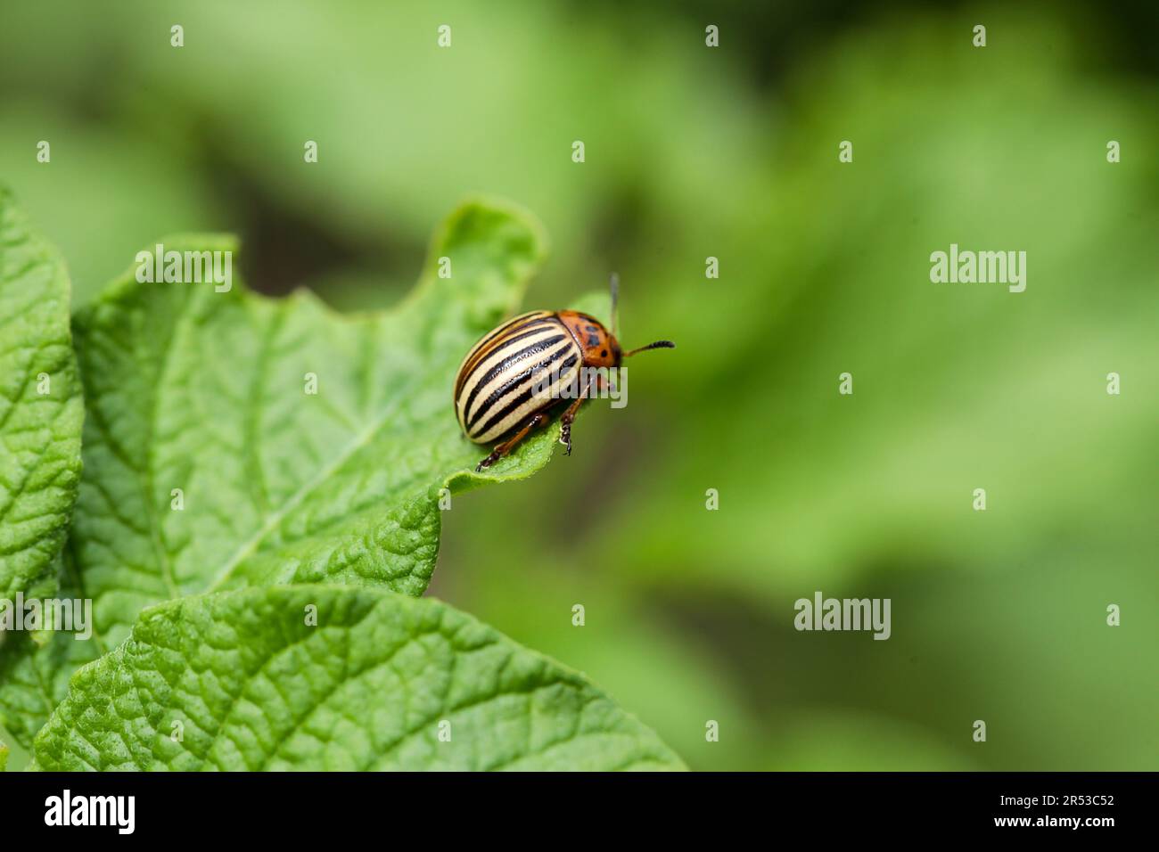 Colorado beetle eats potato leaves young. Pests destroy crop in field ...