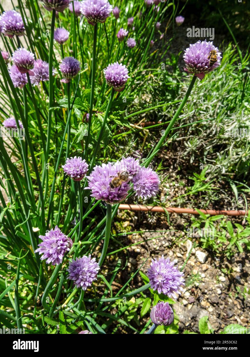 Bulbous Onion grass, Allium schoenoprasum in full spring sunshine ...