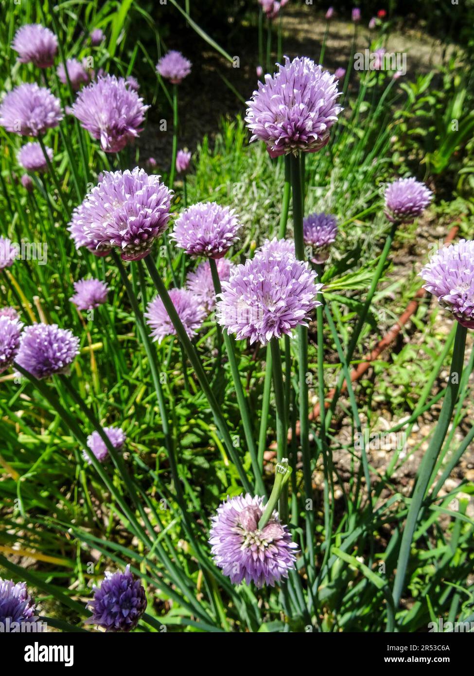 Bulbous Onion grass, Allium schoenoprasum in full spring sunshine ...
