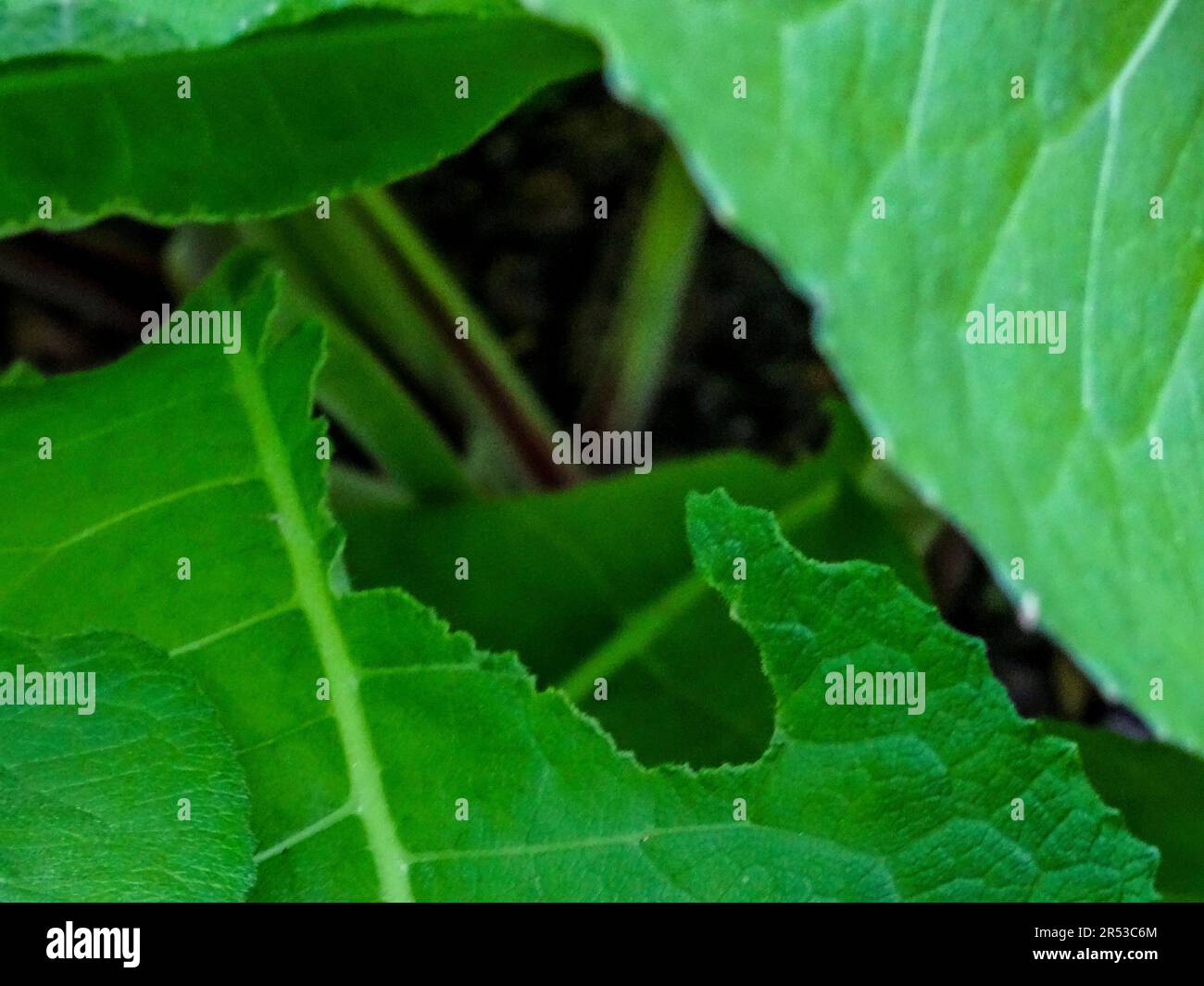 Close up leaf abstract of Inula Helenium - Grande Aunee. Natural close ...