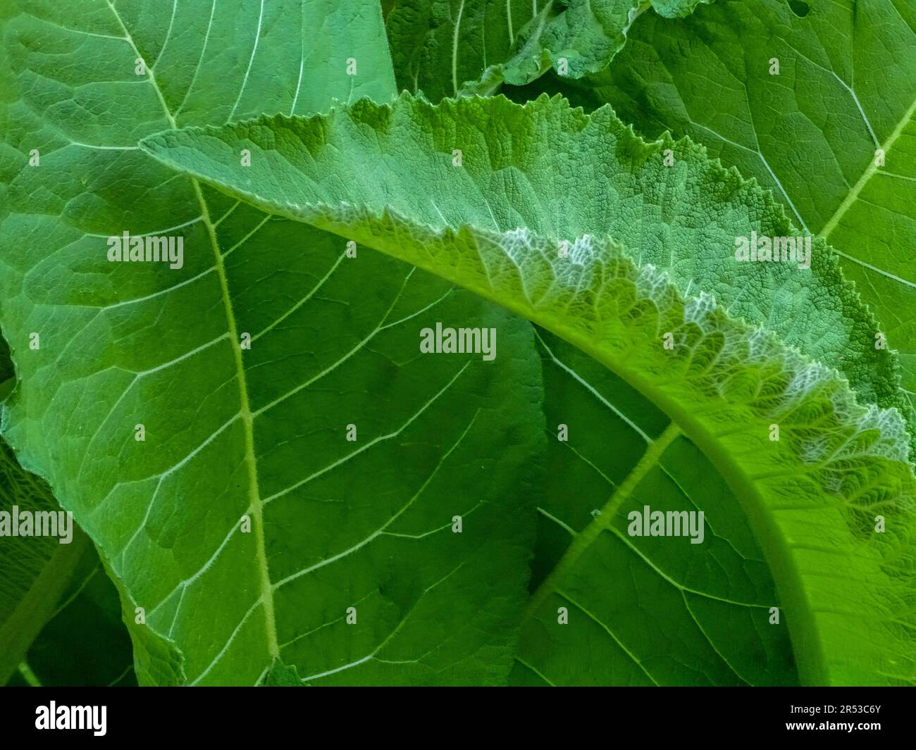 Close up leaf abstract of Inula Helenium - Grande Aunee. Natural close ...