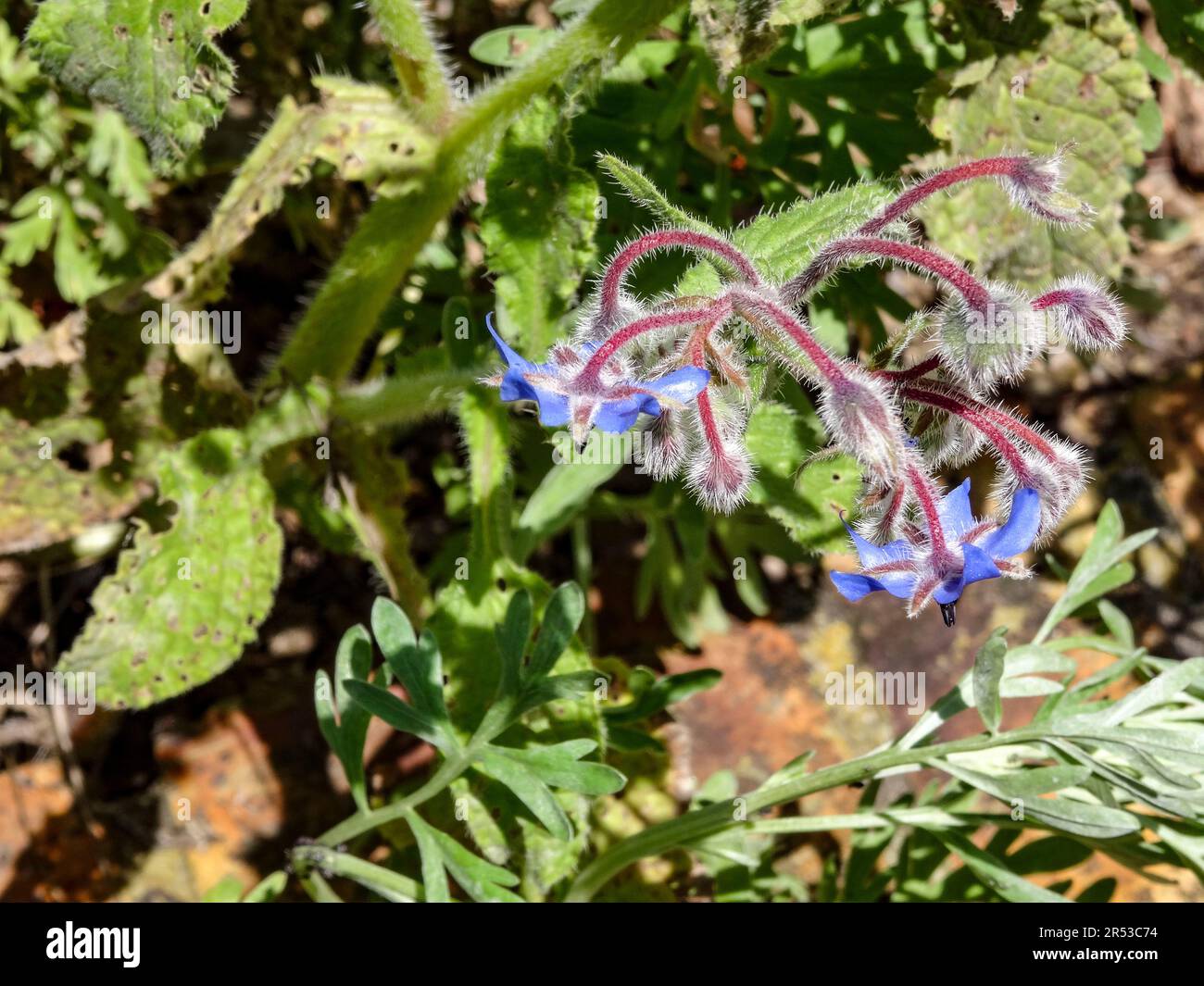 Backlit natural close up flowering plant portrait of Artemisia ...