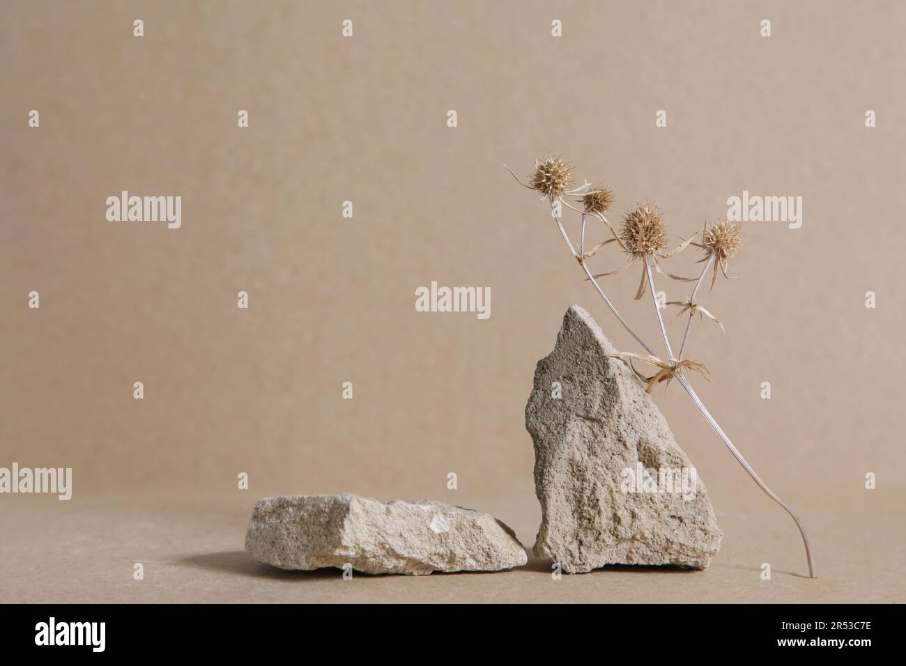 Abstract nature scene composition of stones Dried flowers, Stone podium ...