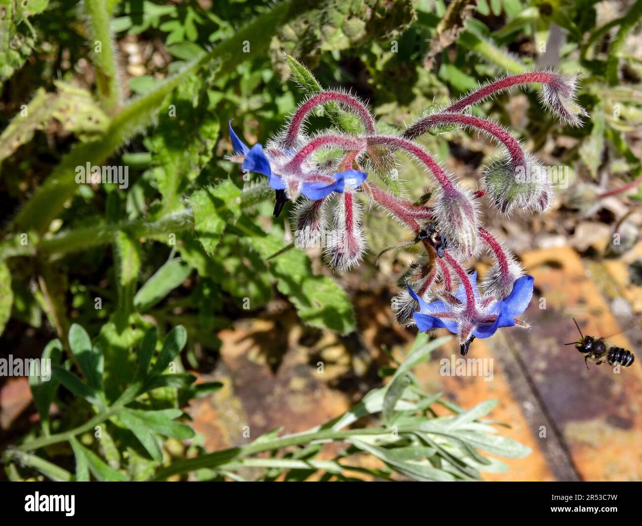 Backlit natural close up flowering plant portrait of Artemisia ...