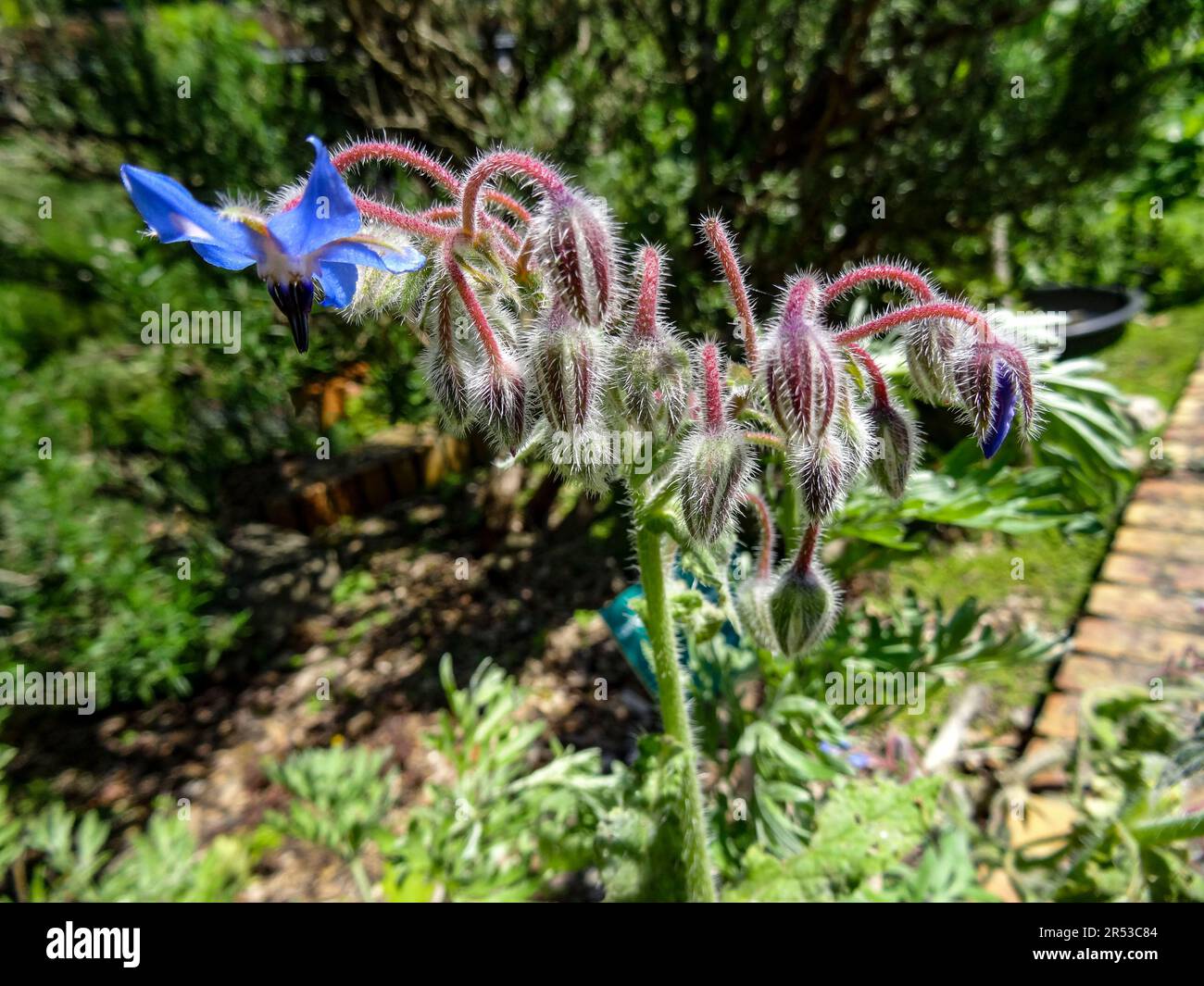 Backlit natural close up flowering plant portrait of Artemisia ...