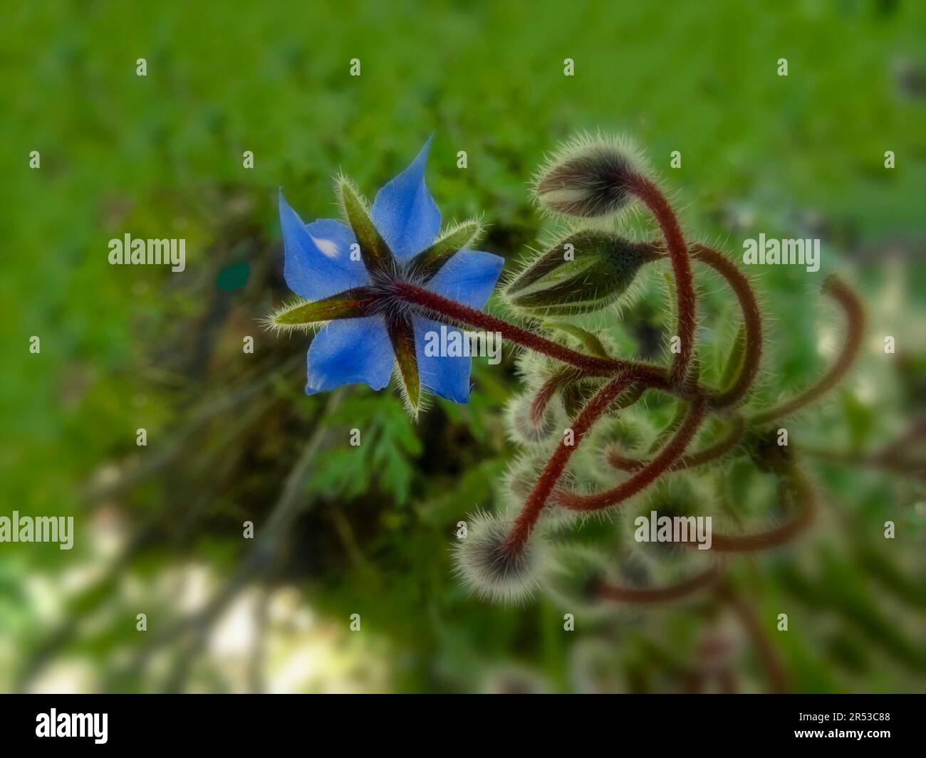 Poor companion plant hi-res stock photography and images - Alamy