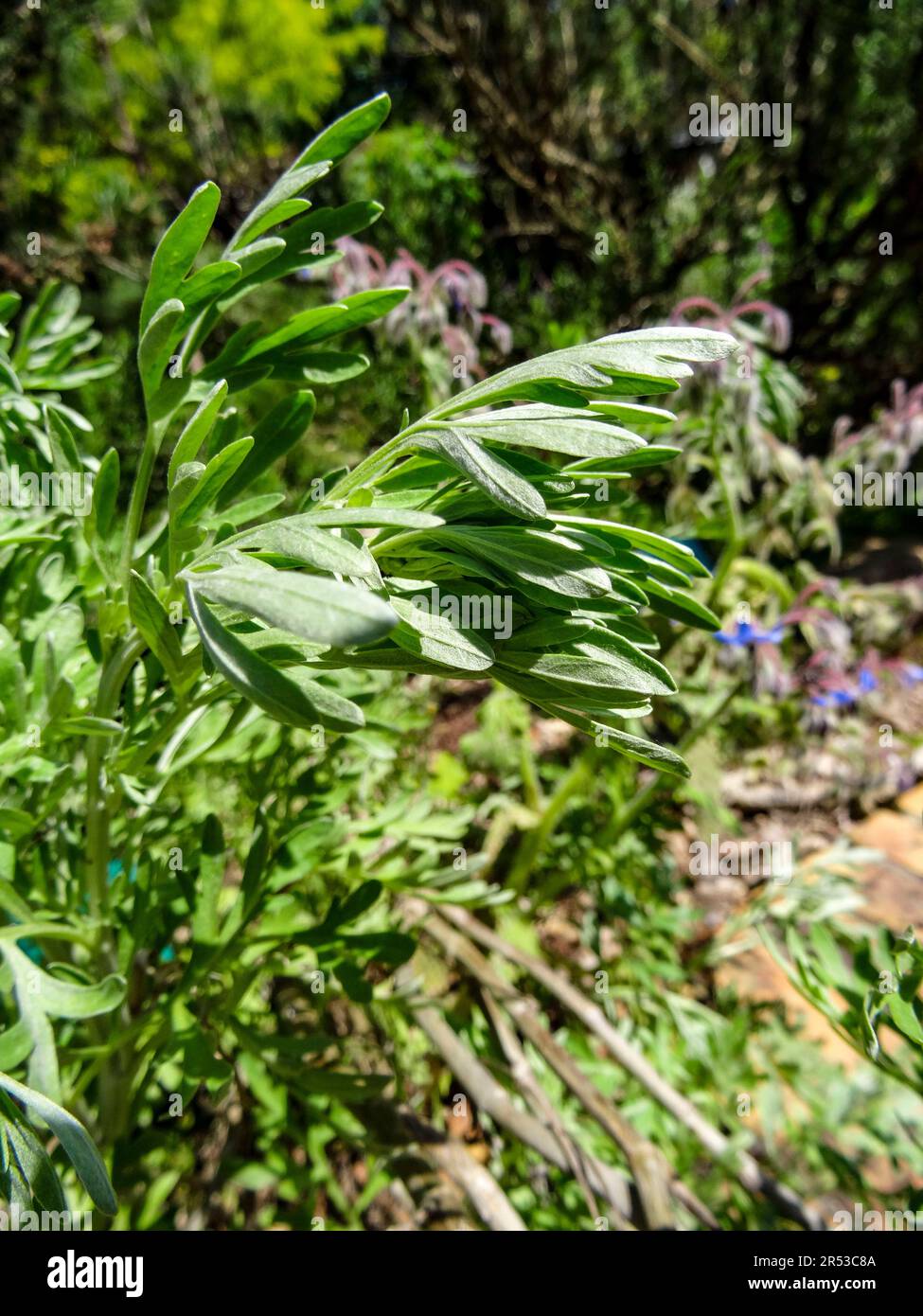 Backlit natural close up flowering plant portrait of Artemisia ...