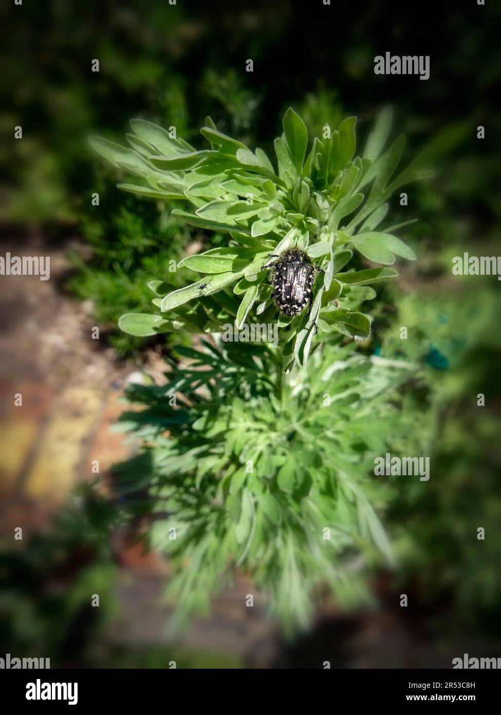 Backlit natural close up flowering plant portrait of Artemisia ...