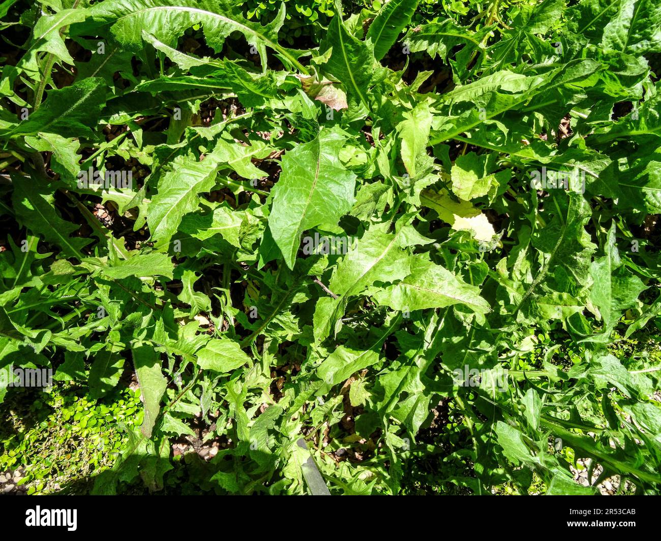 Useful Cichorium Intybus (chicoree sauvage), common chicory, leaves in ...