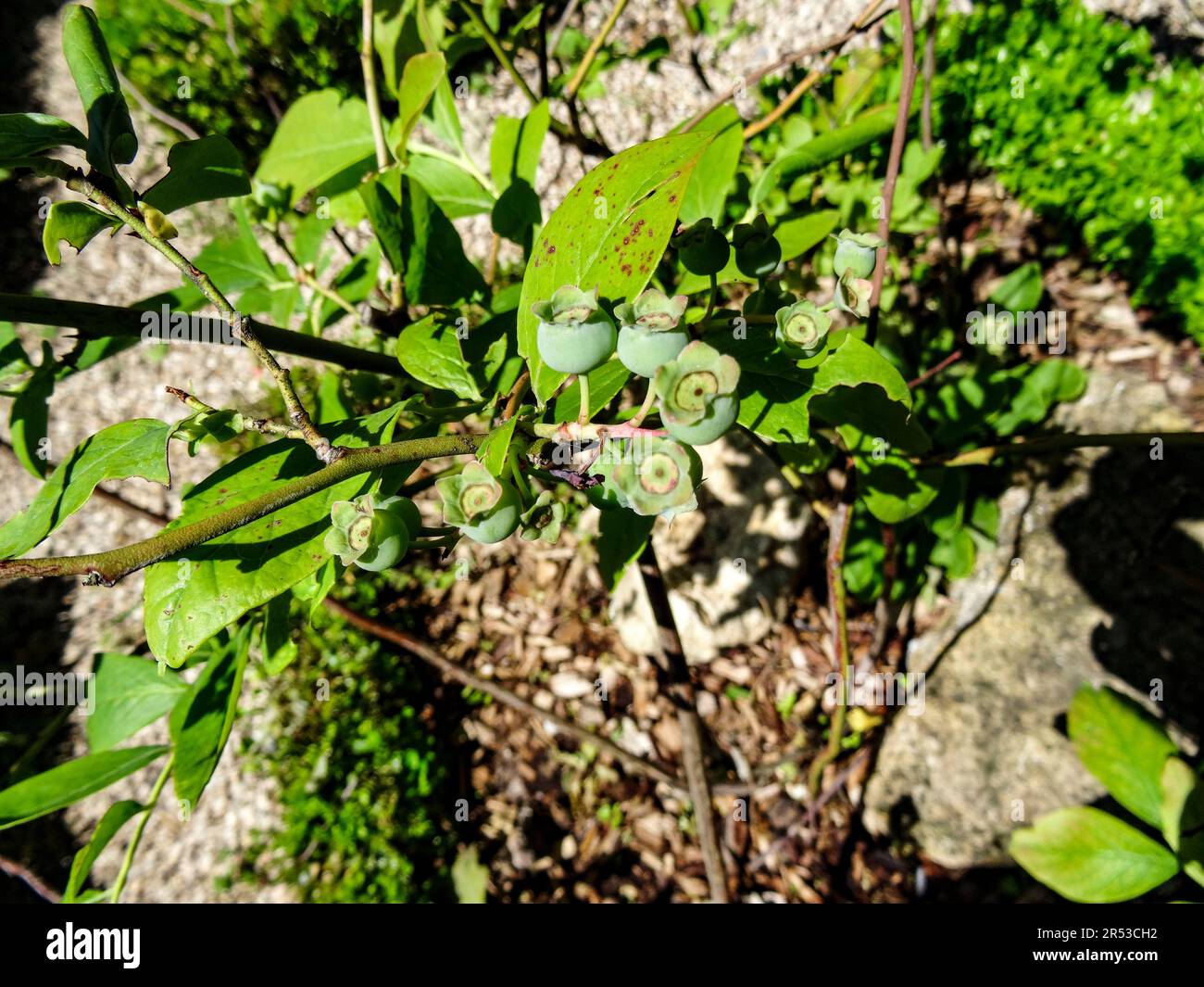 Medicinal Vaccinium myrtillus, European blueberry, leaves. Natural ...
