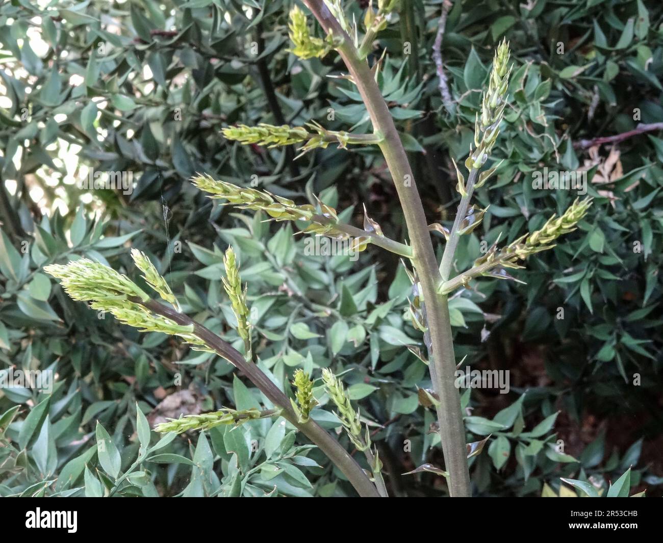 Natural close up medicinal plant portrait of Ruscus Aculeatus (Frason ...