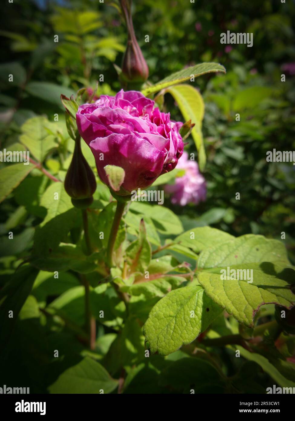 Single Rosa Therese Bugnet bloom in close up. Natural environmental ...