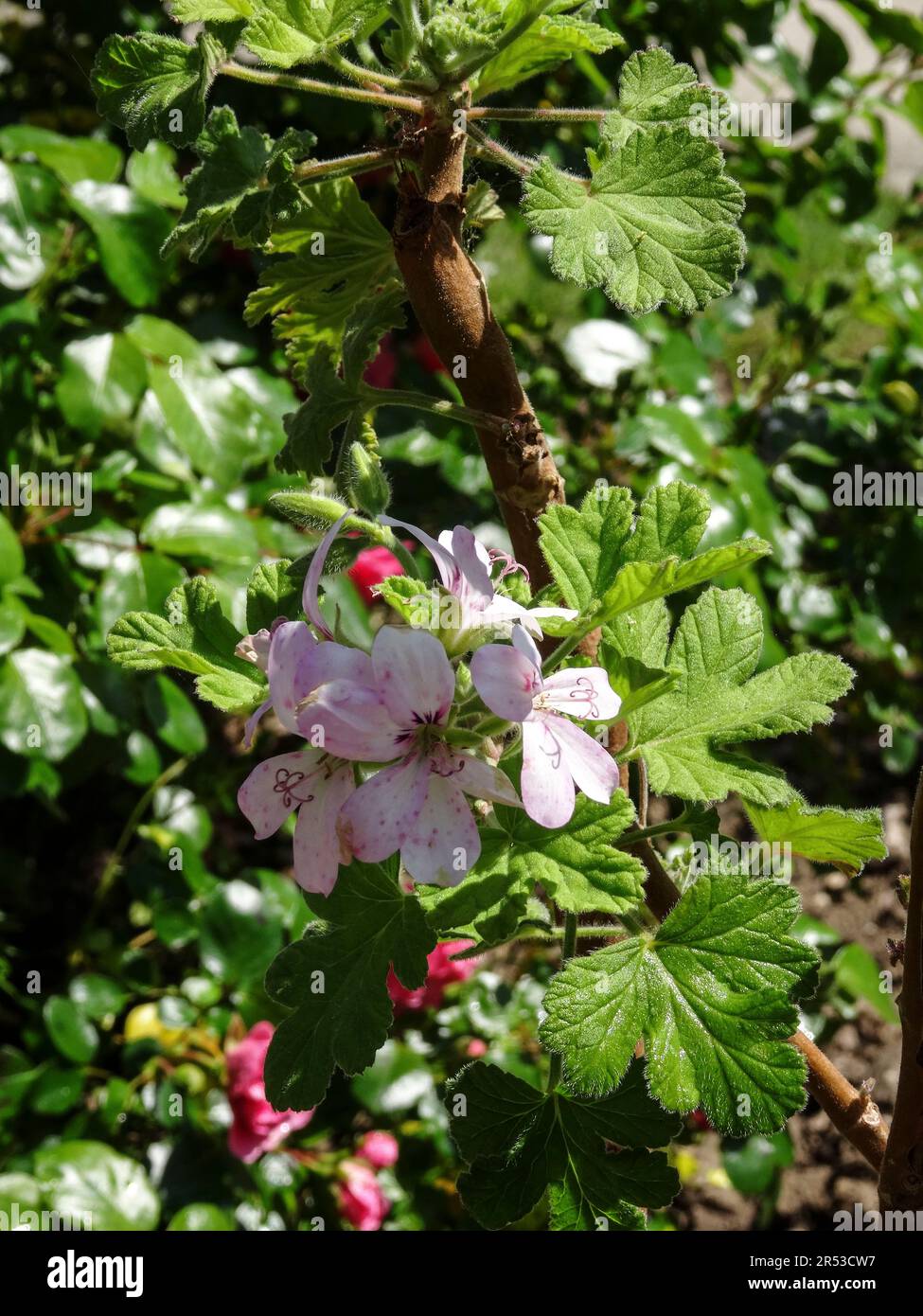 Pelargonium sweet mimosa hi-res stock photography and images - Alamy