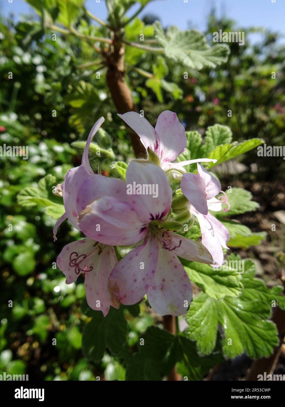 Sunny Pelargonium Sweet Mimosa in bright spring sunshine. Natural close ...