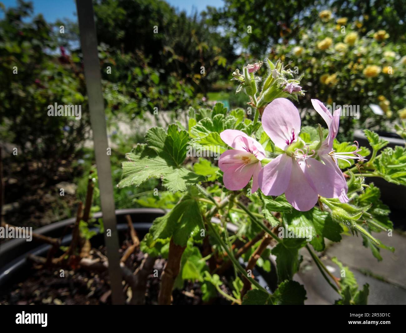 Sunny Pelargonium Sweet Mimosa in bright spring sunshine. Natural close ...