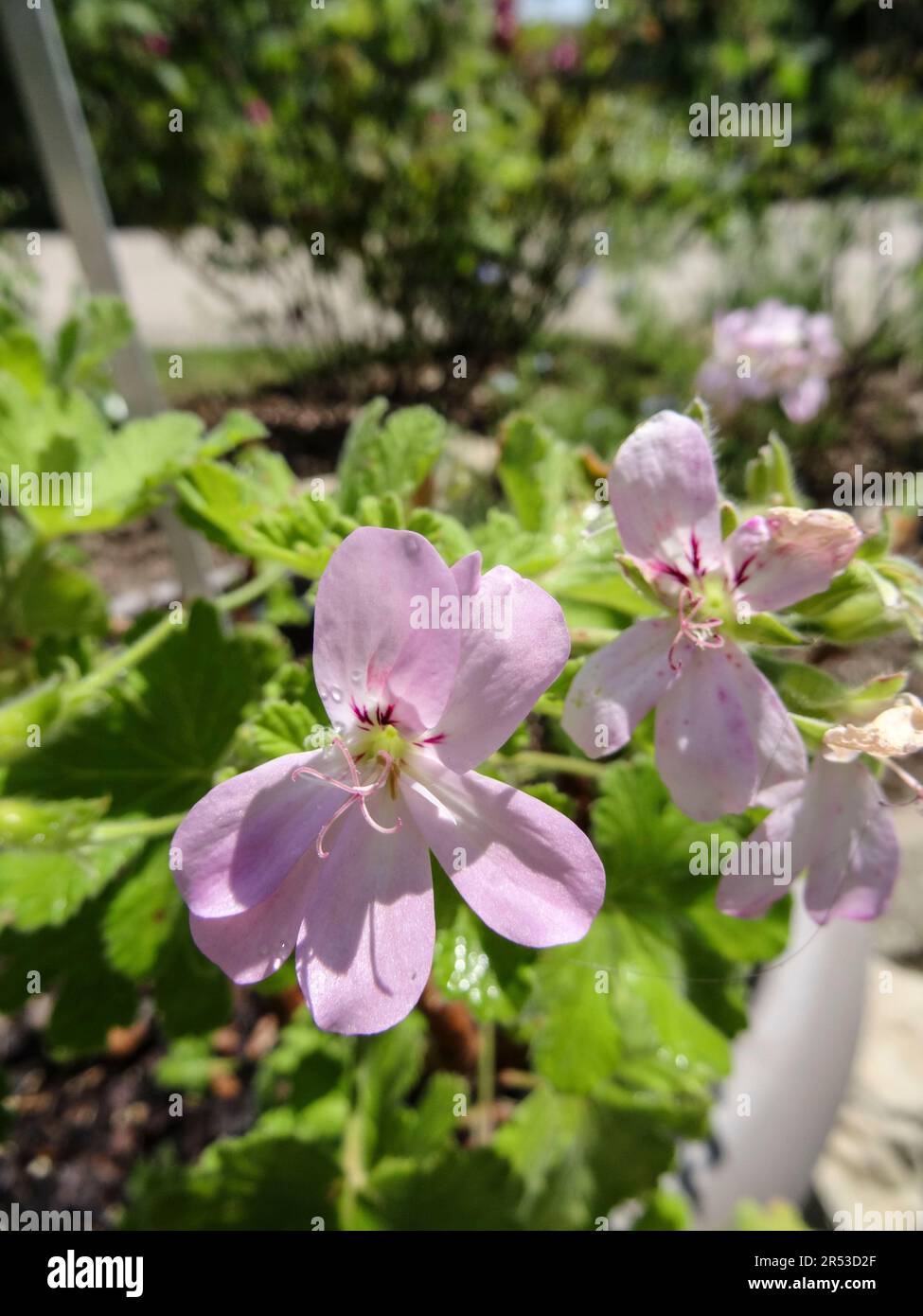 Sunny Pelargonium Sweet Mimosa in bright spring sunshine. Natural close ...