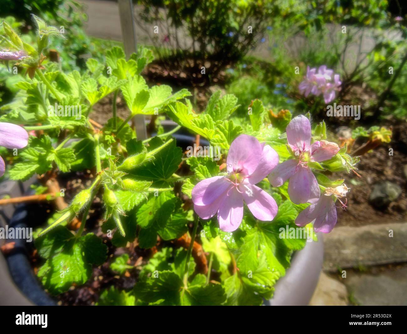 Sunny Pelargonium Sweet Mimosa in bright spring sunshine. Natural close ...