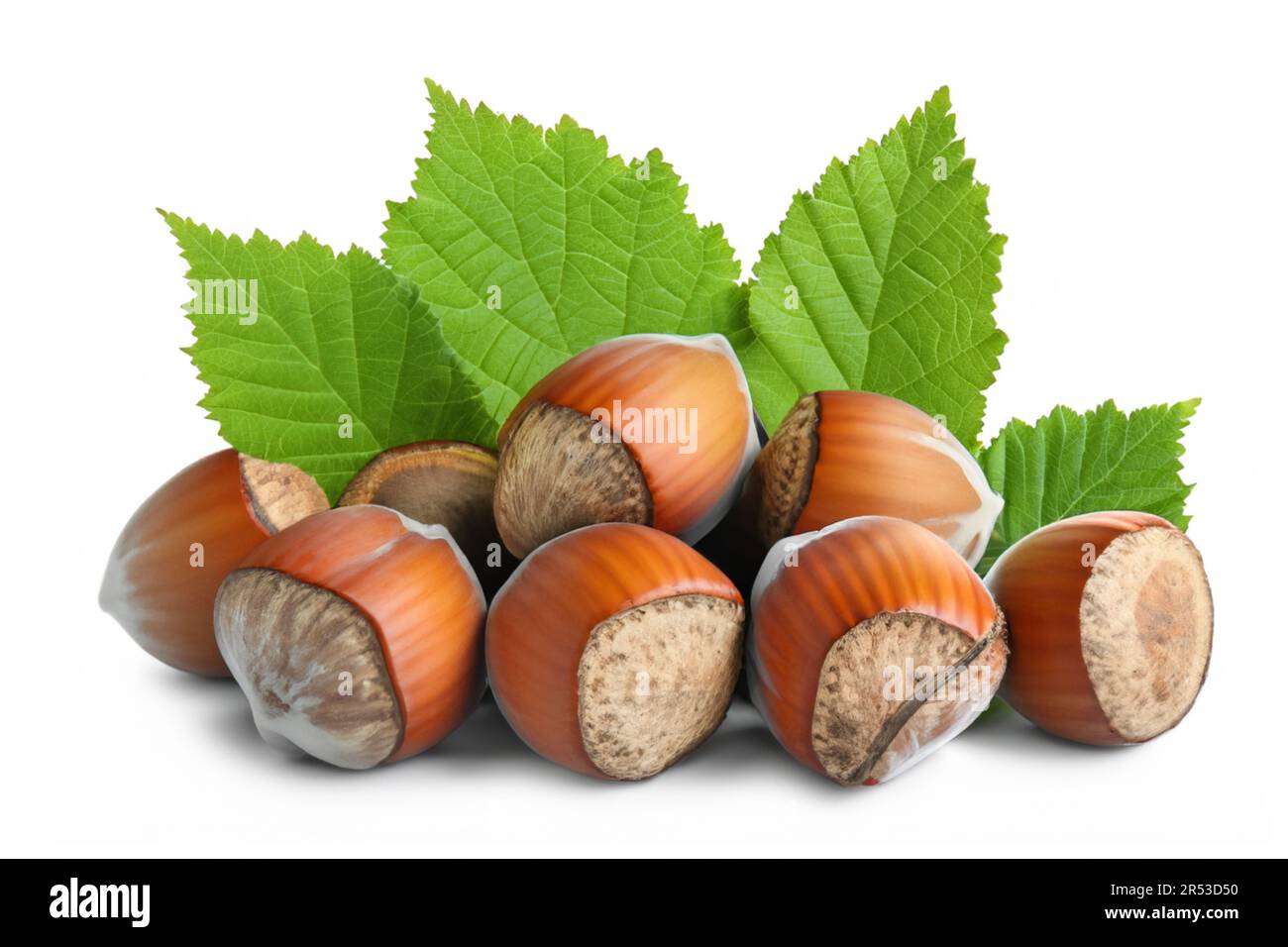 Hazelnuts-filberts in shell with leaves isolated on white background ...