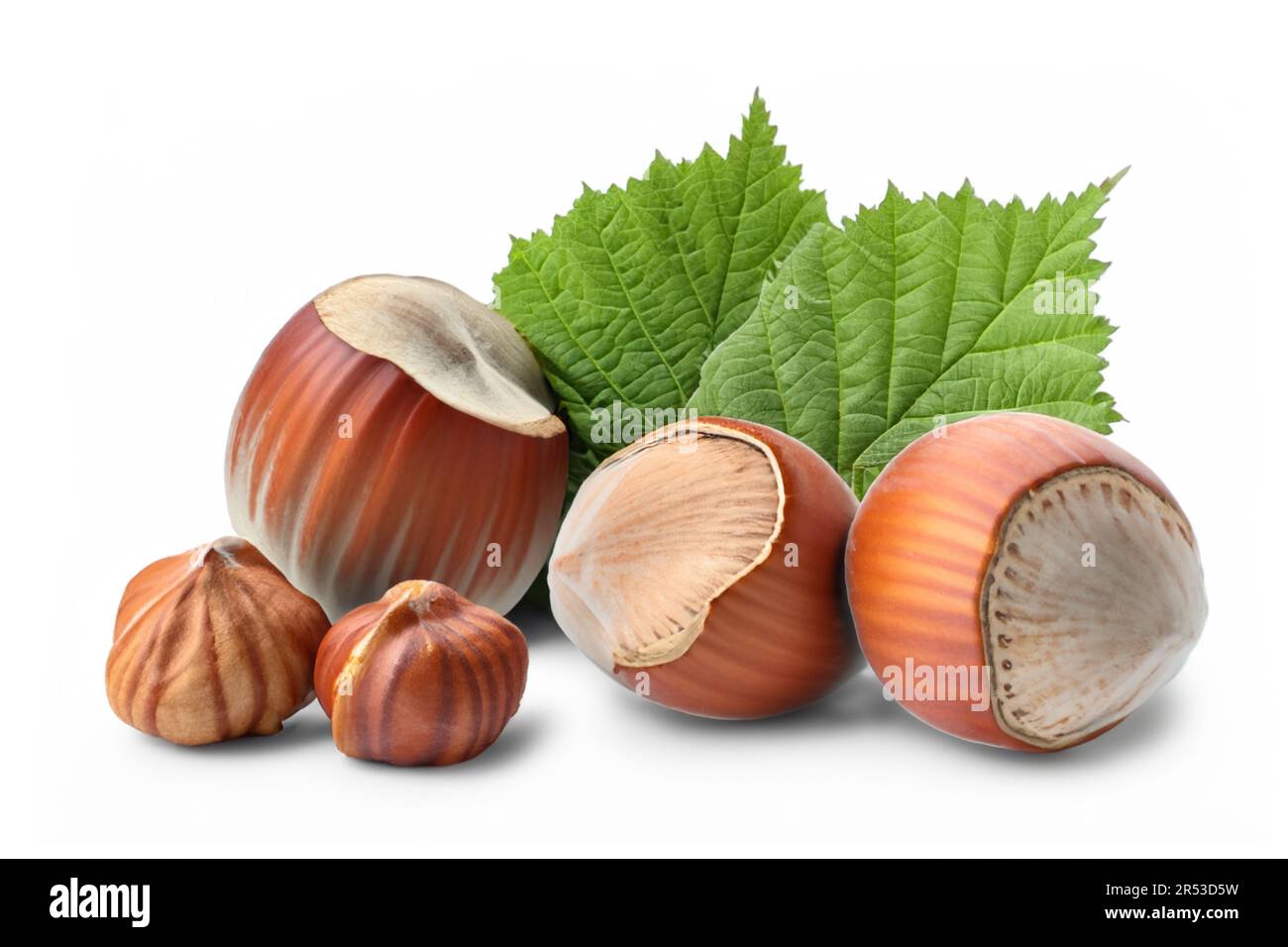 Hazelnuts-filberts in shell, whole with leaves isolated on white ...